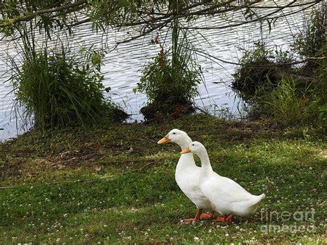 Hello My Sweetheart Photograph By Tina M Powell Fine Art America