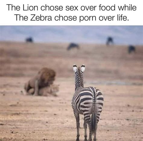 Best Zebra Images On Pholder Nature Is Fucking Lit Natureismetal And Damnthatsinteresting