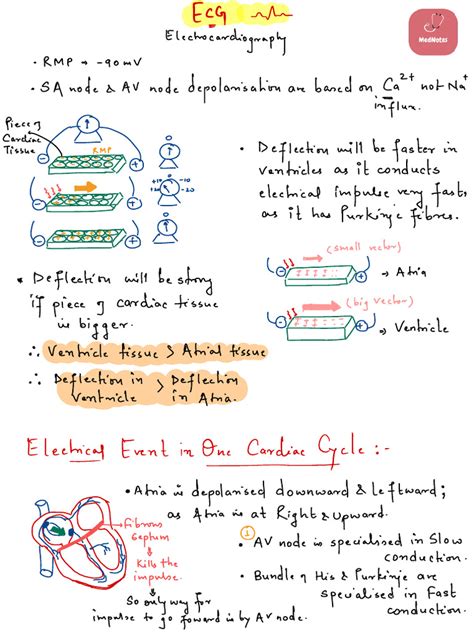 Ecg Basics Pdf Electrocardiography Cardiac Electrophysiology