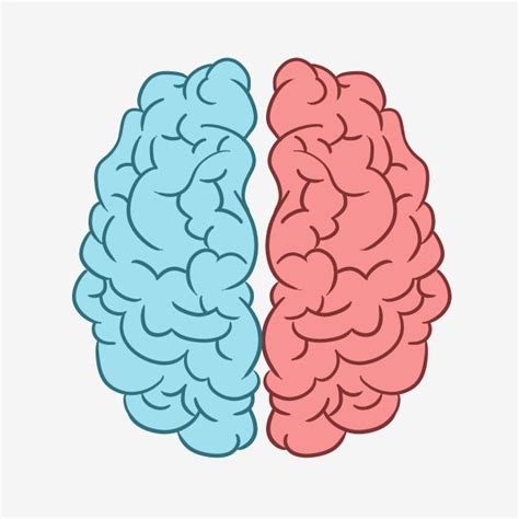 좌뇌 일러스트 우뇌 좌우 뇌 뇌 왼쪽 뇌 오른쪽 뇌 Png 일러스트 및 Psd 이미지 무료 다운로드 Pngtree