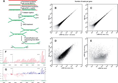 Ssrna Seq Method A Flowchart Of The Ssrna Seq Procedure Rna Is