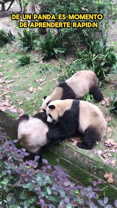 Coches Sopas Correas Sopanda Youtube