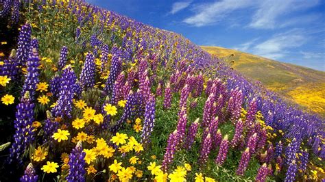 Mountain Wildflowers Wallpapers Wallpaper Cave