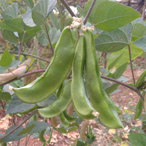 Flat Beans Sahaja Seeds