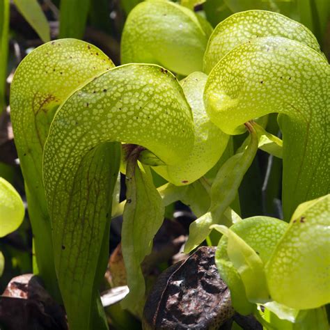 Carnivorous Plants