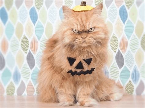 Pumpcat Rcatswithjobs