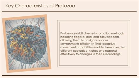 Key Characteristics Of Protozoa Phylum Protozoa Ppt Sample Acp Ppt Example