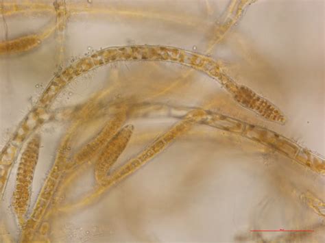 Id Of Epiphyte Algae Researchgate