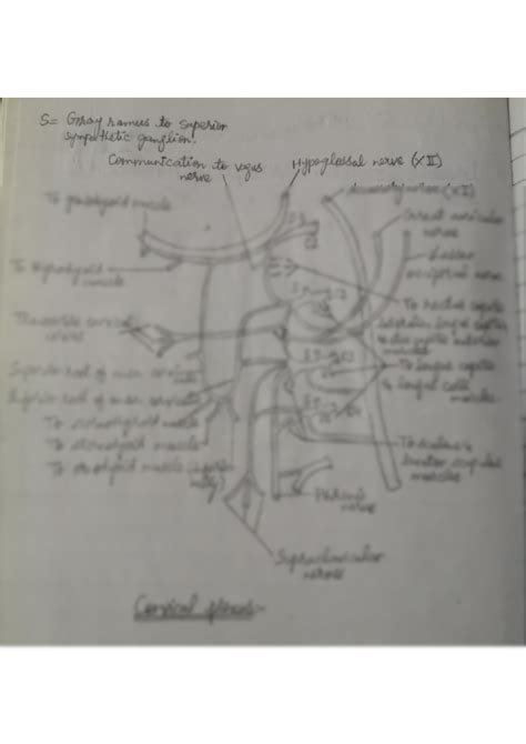 SOLUTION How To Draw Cervical Plexus Studypool