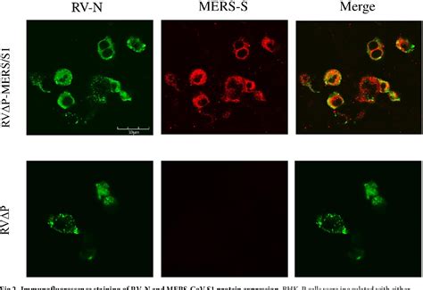 Figure 1 From Development Of A Recombinant Replication Deficient Rabies Virus Based Bivalent