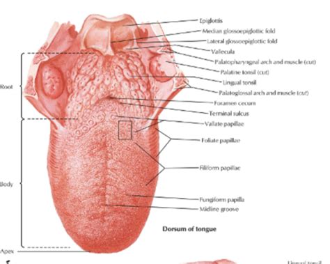 Living Tmj Flashcards Quizlet