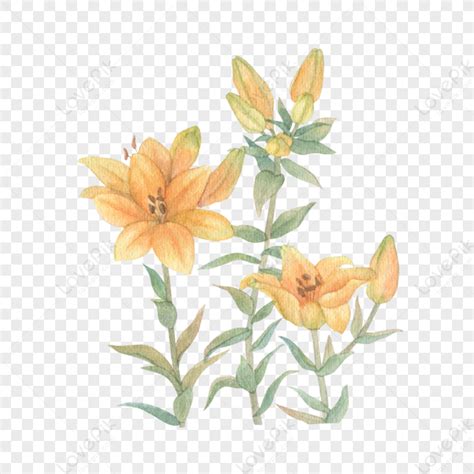 백합 꽃 Png 일러스트 무료 다운로드 Lovepik