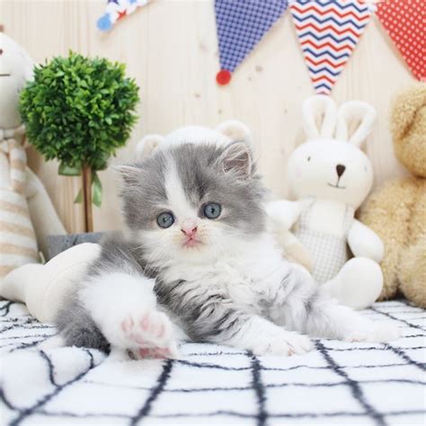 대전고양이분양 장모 먼치킨 초이 파라다이스펫 대전강아지분양 천안강아지분양