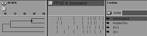 dendrogram based on apai digested dna from different isolates of a