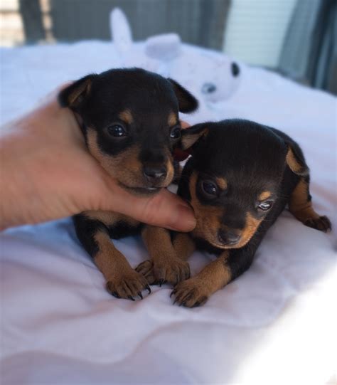 Prague Ratter Prazsky Krysarik Puppies At Kryscroft Kennel Kryscroft