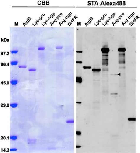 Electrophoretic Analysis Of Purified Biotinylated Proteins Used In The