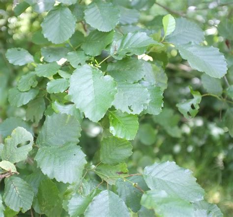 Alnus Glutinosa Trees And Shrubs Online