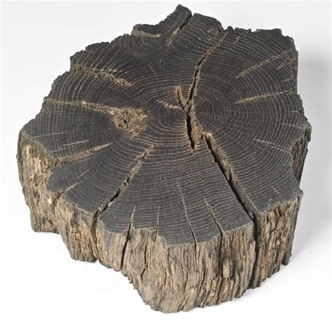 Bois Fossile Tranche Oak Tree Quercus Sp Catawiki