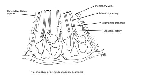 Bronchopulmonary Segment