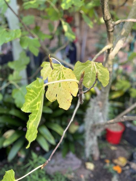Typical Yellow Leaves And Potential Rust Fig Tree Rgardeningaustralia