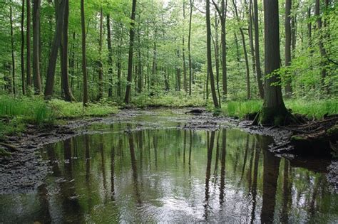 Assessing Forest Water Cycle Dynamics Ar Generative Ai Premium Ai Generated Image