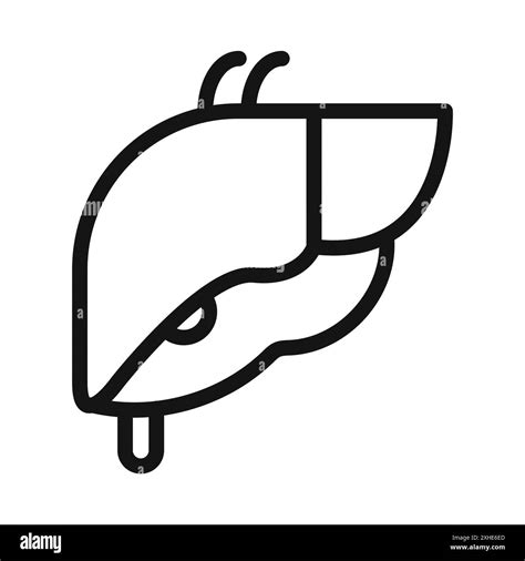 Liver Organ Icon Vector Symbol Or Sign Set Collection In Black And