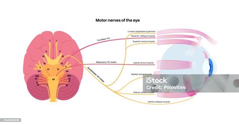 Motor Nerves Of The Eye Stock Illustration Download Image Now Eye
