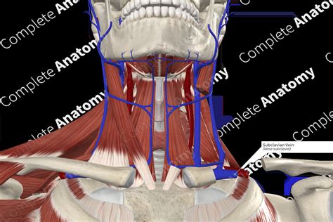 Subclavian Vein Complete Anatomy