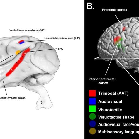 Anatomy Of Cortical Multisensory Areas A Schematic Overview Of The Download Scientific