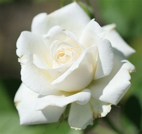 Rose Care Advice Garden Tips For Healthy And Blooming Roses