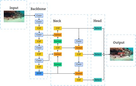 Research On Marine Flexible Biological Target Detection Based On Improved Yolov8 Algorithm Peerj