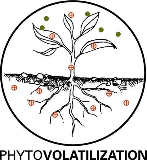 Green Technology Research Phytoremediation