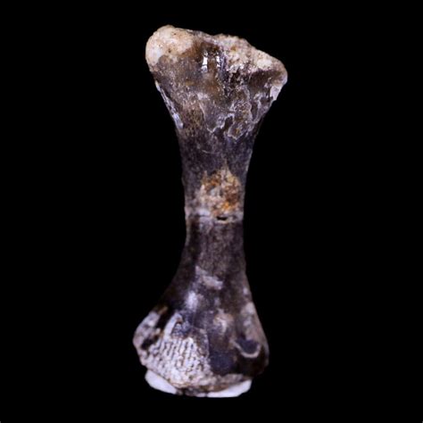 Captorhinus Aguti Fossil Femur Bone Permian Age Reptile 299 Mil Years Old Oklahoma Certificate