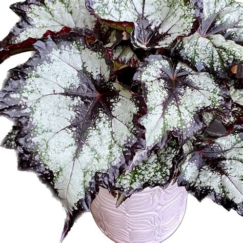 Begonia Green Valley