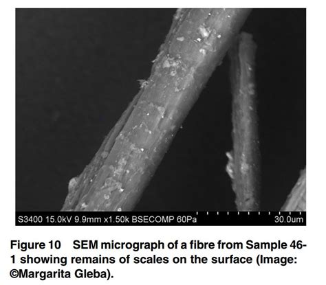 Imaging How Do I Read A Scanning Electron Microscopy Sem Image