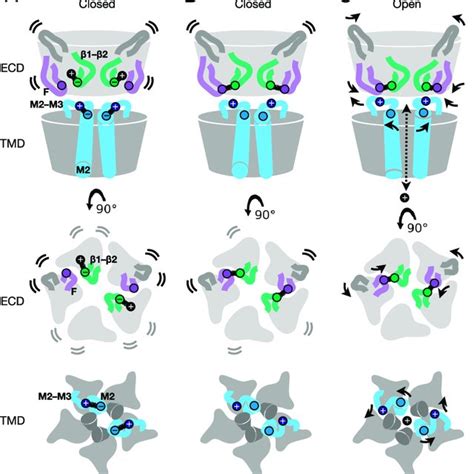 Cryo Em Data Collection And Model Refinement Statistics Download Scientific Diagram