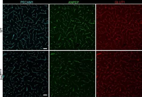 Humanmouserat Cd31pecam 1 Antibody Af3628 By Randd Systems Part Of