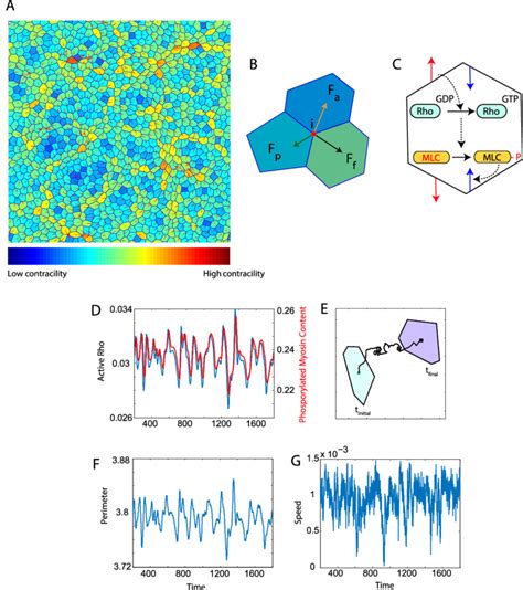 Description Of The Vertex Model And Characterization Of Motion Of A