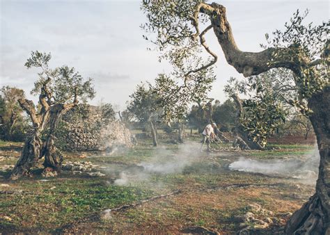 Inside The Race To Save Italys Olive Trees National Geographic