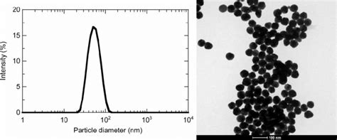 particle size measurement by dls and tem download scientific diagram