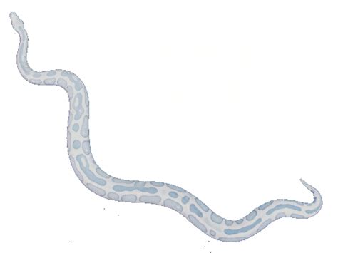 The Periodic Table Of Pythons Collection Nitrogen Pos Het New