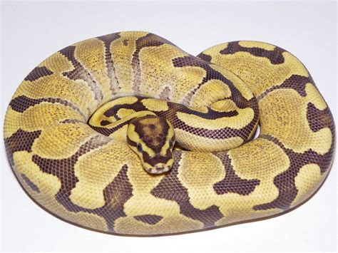 Morph List World Of Ball Pythons