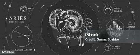 점성술 양자리 조디악 기호현대 마법 마술 카드 현실적인 손 드로잉 램 또는 무플론 조디악 특성 고풍스런에 대한 스톡 벡터 아트 및 기타 이미지 Istock