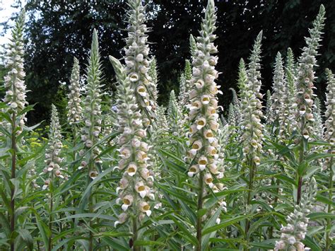 Digitalis Lanata Ehrh Plants Of The World Online Kew Science