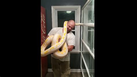 Reticulated Python Hatchlings Update Youtube
