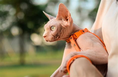Sphynx Cat Breed Guide Temperament Training Health