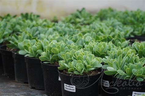 Очиток видный (Sedum spectabile `Stardust`) - Очиток видный ...