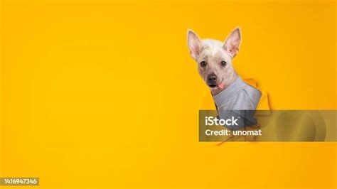 클로즈업 복사 공간이있는 노란색 배경의 종이 찢어진 구멍을 들여다 보는 남성 중국 볏이있는 강아지의 초상화 개에 대한 스톡 사진 및 기타 이미지 Istock