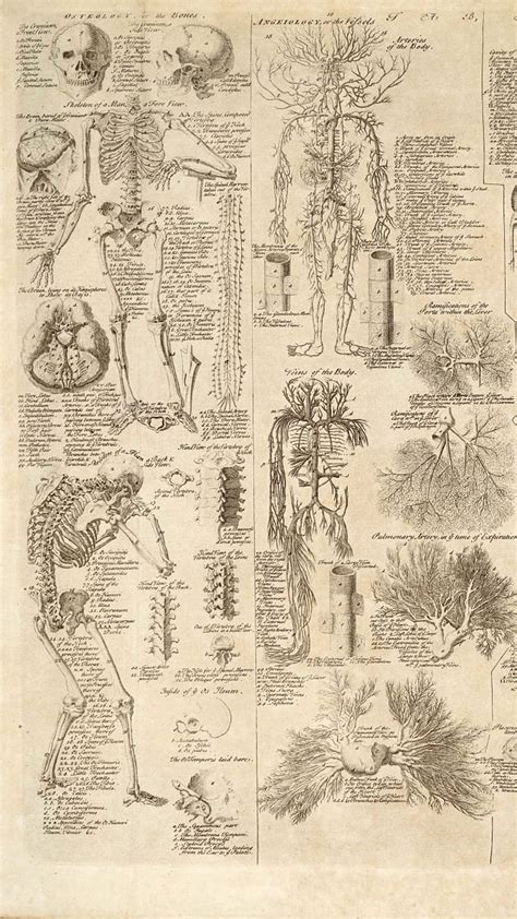 Anatomy Wallpapers 4k Hd Backgrounds On Wallpaperbat