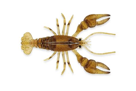 Chasebaits Mudbug Likelike Craw Lure Chasebaits Australia Charlie